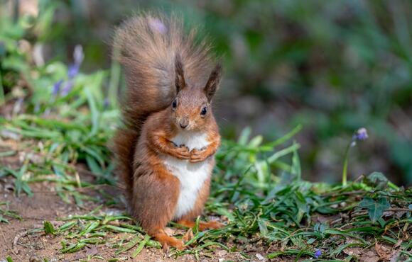 The Red Squirrel’s Last Stand: How Conservationists Are Fighting to ...