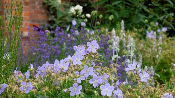 Flower bed trends for 2026 – the hottest colors, combinations, and ...