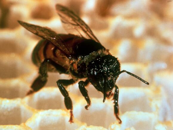 CCFD shares safety tips following recent bee attack in Las Vegas ...