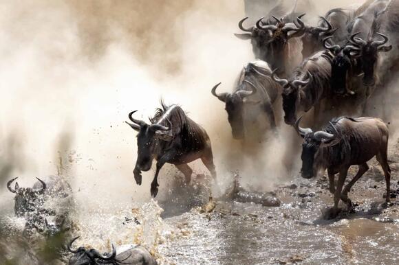 Why Kenya’s Maasai Mara Is the Best Place to See Lions Roar - NewsBreak