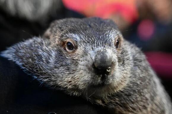 Groundhog Day 2025: What to know - NewsBreak