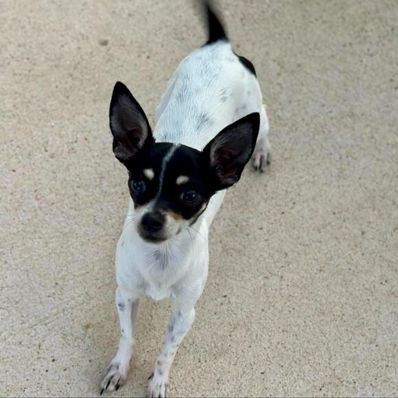 Meet Button: The 3-Pound Dog Found Living on the Streets Now Seeking ...