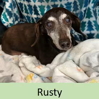 🐶 Senior & Adult Dogs Ready for Adoption in Spring Hill, KS - NewsBreak