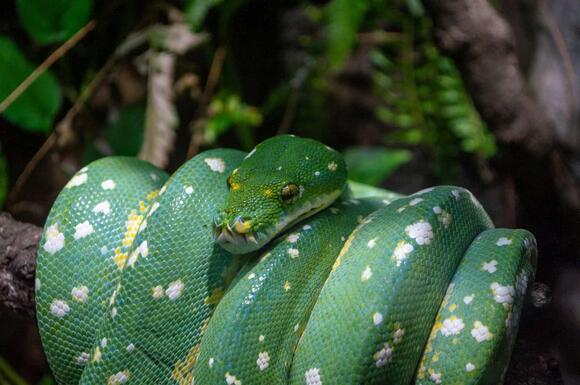 The Serpent in the Garden: Snakes in Religious Lore - NewsBreak