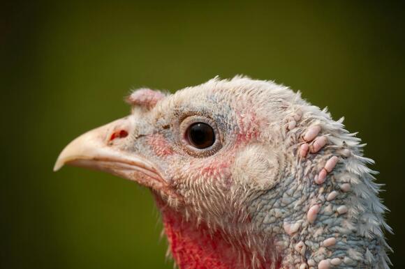 How Factory Farming Affects Wild Animal Populations and Biodiversity ...