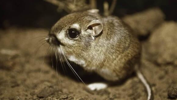 Animals That Roam the U.S. Desert at Night - NewsBreak