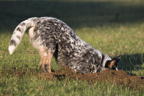 How to Stop a Dog from Digging - NewsBreak