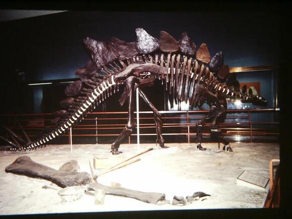 Paleontologists Just Uncovered The Most Complete Stegosaurus Skeleton ...