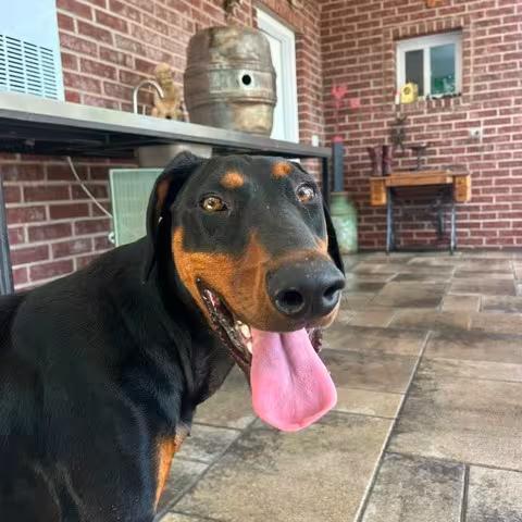 🐶 Playful & Loving Dogs Ready for Adoption in East St. Louis - NewsBreak