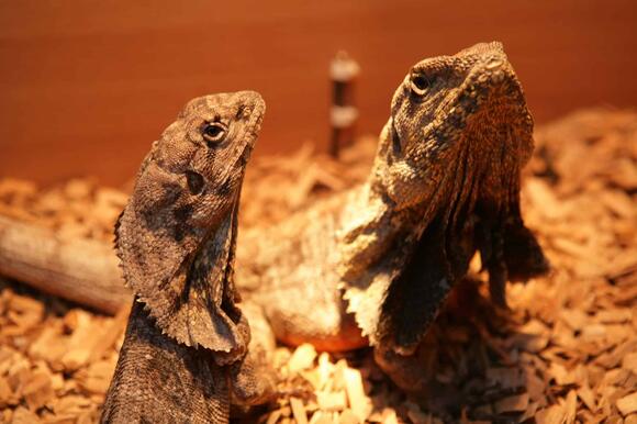 10 Animals That Can Survive Being Cut in Half - NewsBreak