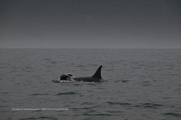 Southern Resident orca carrying body of newborn calf ‘out of love ...