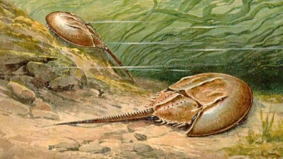 10 Ancient Creatures That Should Be Extinct—But Somehow Still Exist ...