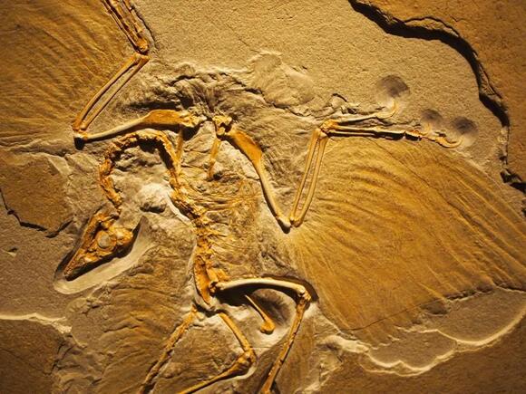 9 Iconic Dinosaur Fossils That Changed Our Perception of Prehistoric ...