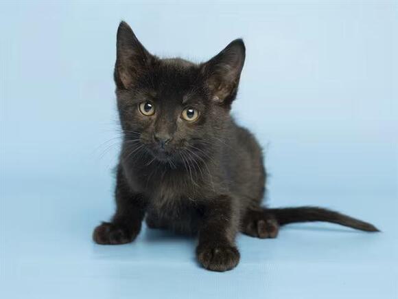 🐱 Playful, Gentle & Loving Cats Ready for Adoption in Phoenix - NewsBreak