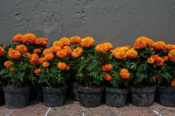 How to Grow Marigolds — Welcome These Edible Blooms Into Your Yard for ...