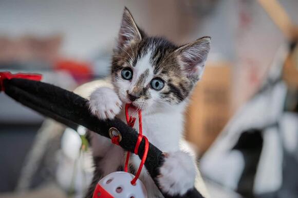 Kittens Nap in Piles for Warmth and Comfort - NewsBreak