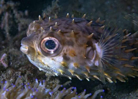 Why Pufferfish Inflate When Threatened - NewsBreak