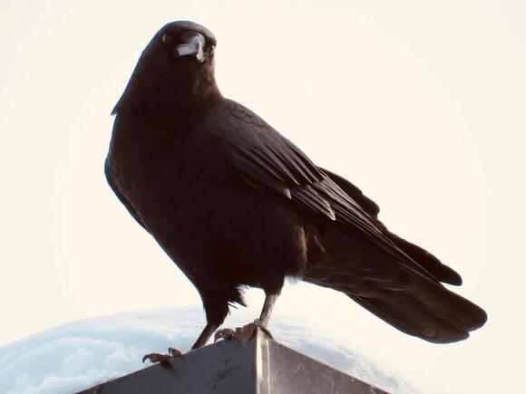 Science Says Crows That Hold Grudges Against Specific Humans May Be ...