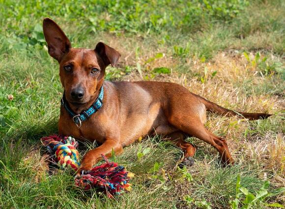 The 10 Most Aggressive Small Dog Breeds Backed by Behavior Reports ...