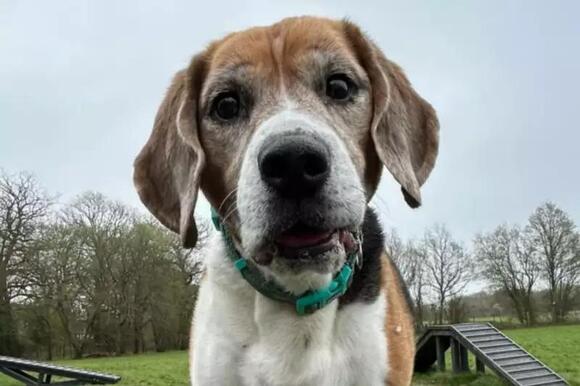 Beagle desperately seeks loving home after heartbreaking streak of bad ...