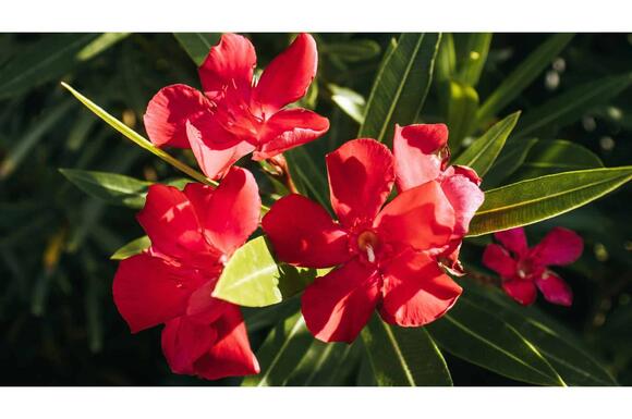 10 Common House Plants That Are Deadly To Pets and Some Safer ...