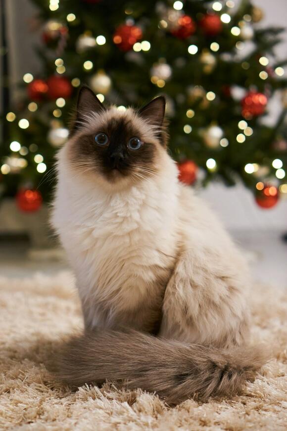 6 Cat Breeds That Are Most Likely to Become Your Shadow - NewsBreak