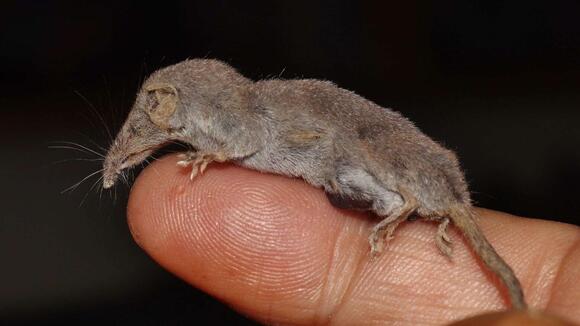 Meet the Smallest Mammal Alive Today - NewsBreak