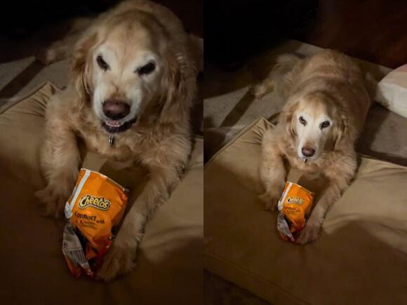 Protective Dog Has Internet in Stitches When He Refuses to Give Up Bag ...