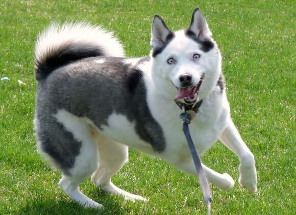 10 Things That Make Vermont One of Americas Most Dog Loving States ...