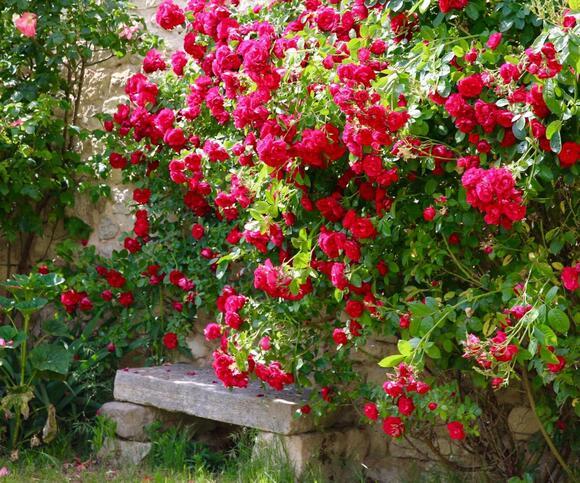 How to plant bare-root roses – and fill your backyard with fragrant ...