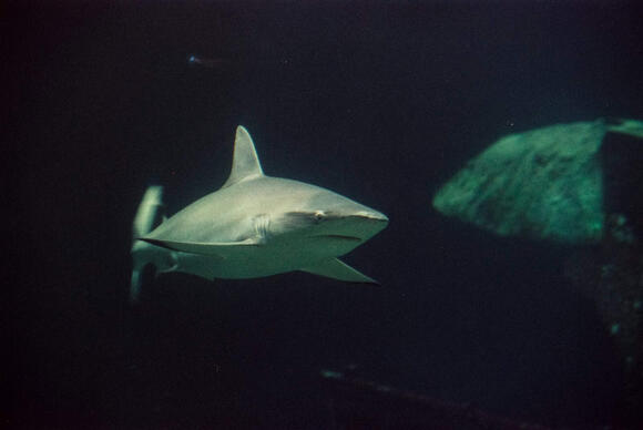This Shark Is the Fastest Swimmer in the Sea Here’s Why - NewsBreak