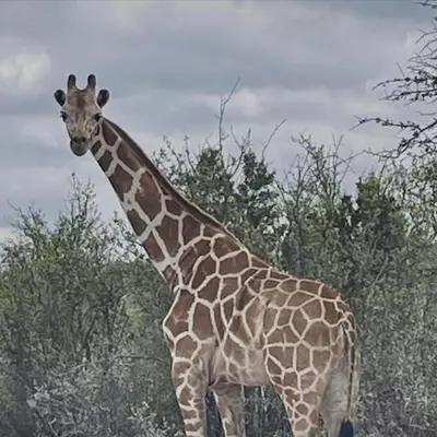 Missing giraffe found safe in Texas - NewsBreak