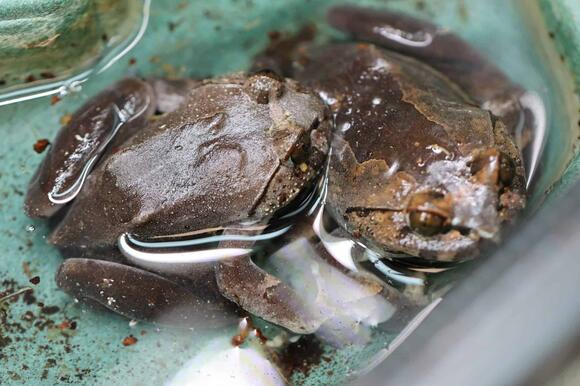 The Wolverine Frog: 5 Wild Facts About Nature’s Most Extreme Amphibian ...