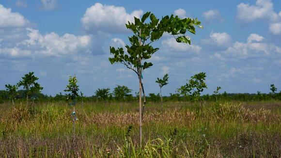 Pongamia trees grow where citrus once flourished, offering renewable ...