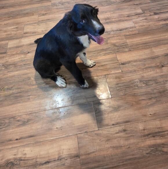 🐶 Playful, Gentle & Loyal Dogs Ready for Adoption in Garland - NewsBreak