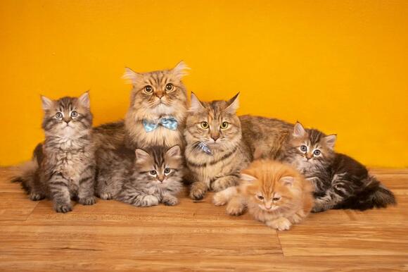 12 Times Cats Took Over Social Media in 2024 - NewsBreak