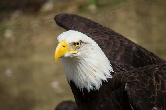 18 Bald Eagle Nesting Habits That Might Surprise You - NewsBreak