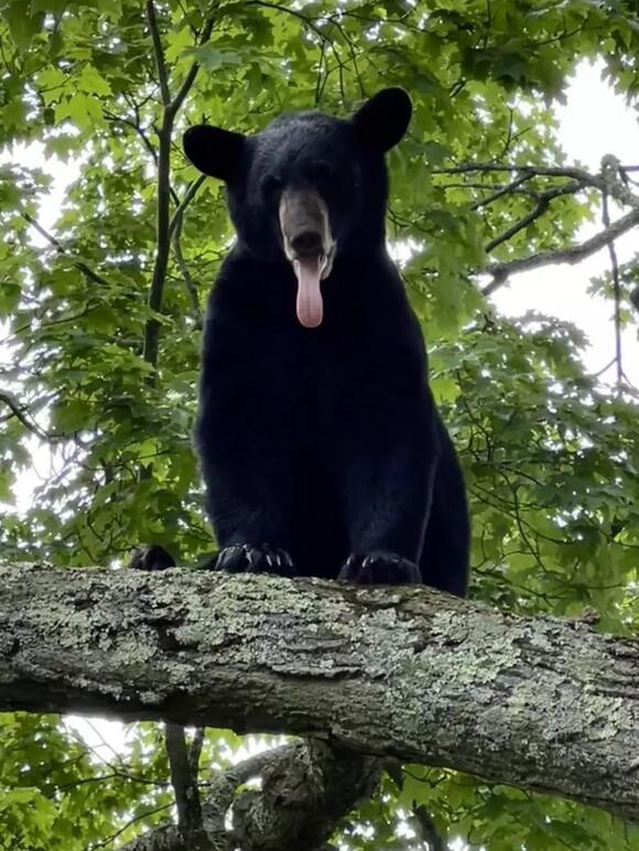 Record-Setting Bear Shot in Hudson Valley - NewsBreak