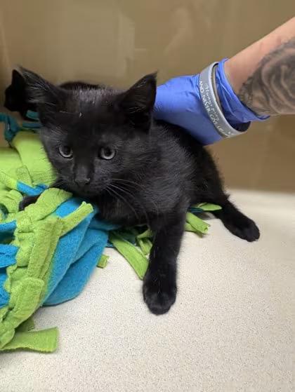 🐱 Playful Kittens Ready for Adoption in Pequot Lakes - NewsBreak