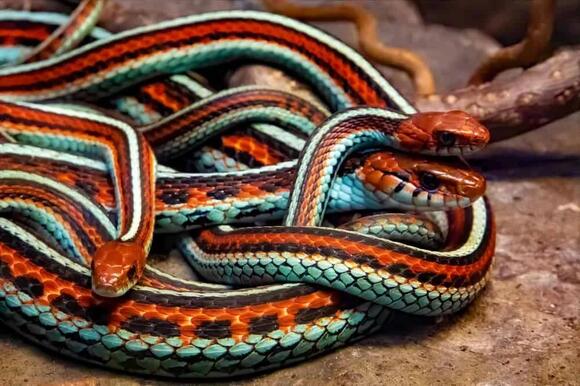 38 Million-Year-Old Snake Fossils Found In Wyoming Turns Out To Be A ...
