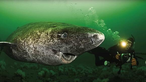This Ocean Creature Moves the Slowest—but Lives the Longest - NewsBreak