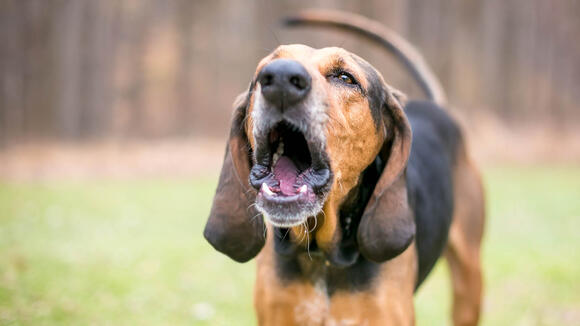 13 Quirky Things Dogs Like to Do When They Think They're Alone - NewsBreak