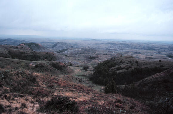 Were Dinosaurs Already in Decline Before the Asteroid Hit? - NewsBreak