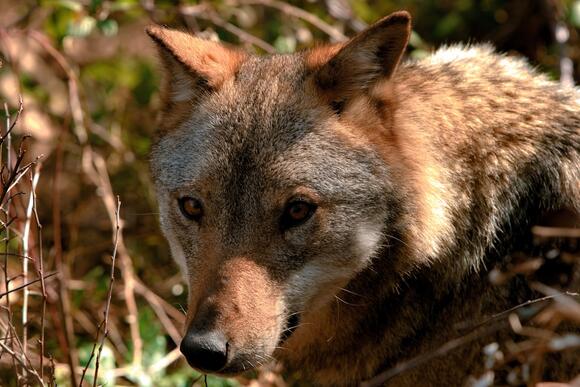 The Wild Comeback of America’s Wolves – and Why It Matters - NewsBreak