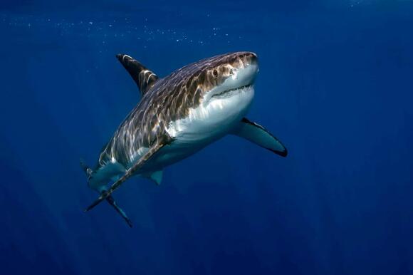 Great White Sharks Divided Into 3 Populations 200,000 Years Ago Until ...