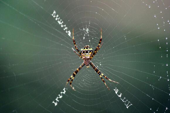 WHAT?! Giant Spiders Invading Areas Across the United States - NewsBreak