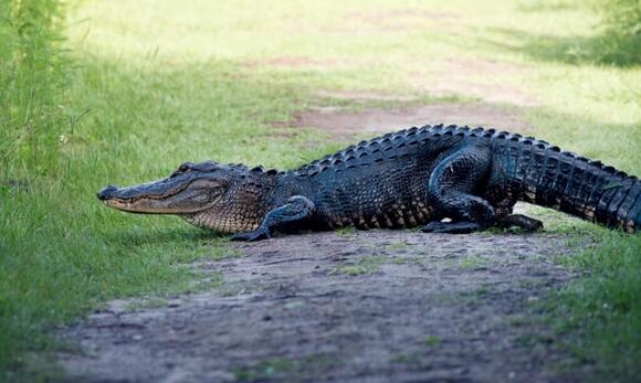 Are Alligators Nocturnal Or Diurnal? Their Sleep Behavior Explained ...