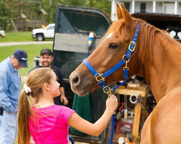10 Things Horses Teach Us About Patience and Presence - NewsBreak
