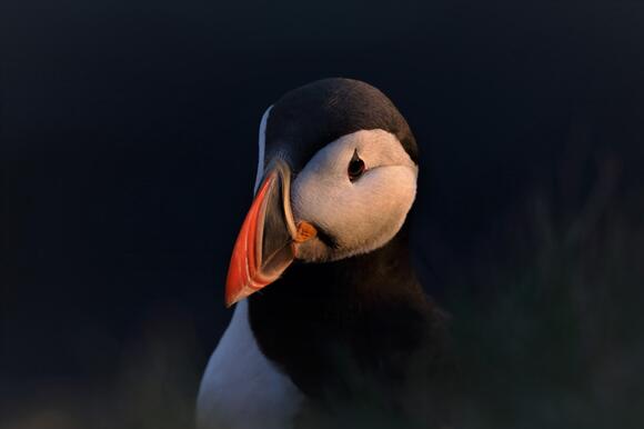 Puffin Day: The Fossil Story of Seabirds That Survived Ice Ages - NewsBreak