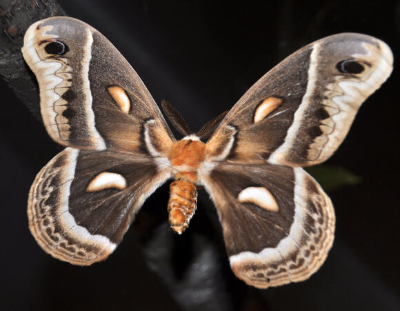 20 Beautiful Moths You Can Find in Wisconsin (With Photos) - NewsBreak